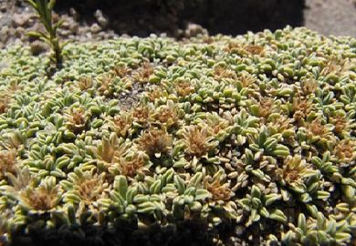 Werneria aretioides - EcuRed