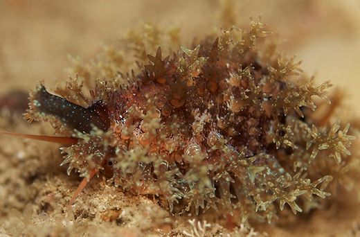 Naria spurca - EcuRed
