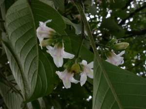 Mangle blanco - EcuRed