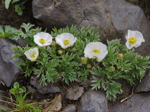 Ranunculus seguieri - EcuRed