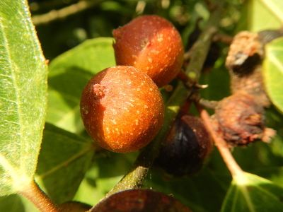 Ficus odorata - EcuRed