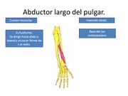 Dedo Pulgar - EcuRed