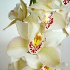 Cymbidium - EcuRed