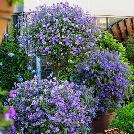 Solanum rantonnetii - EcuRed