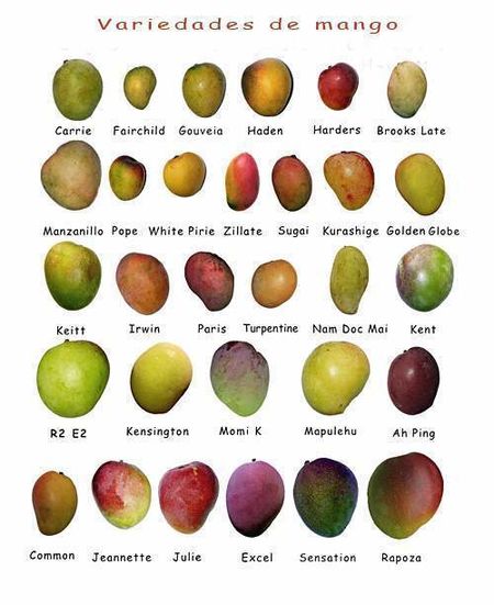 Mangifera - EcuRed