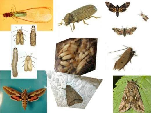 Polilla - EcuRed