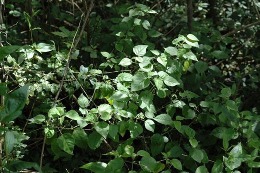 Croton humilis - EcuRed