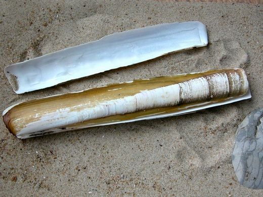 Ensis siquala - EcuRed