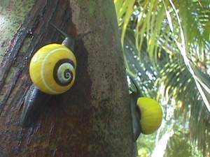 Polymita picta - EcuRed