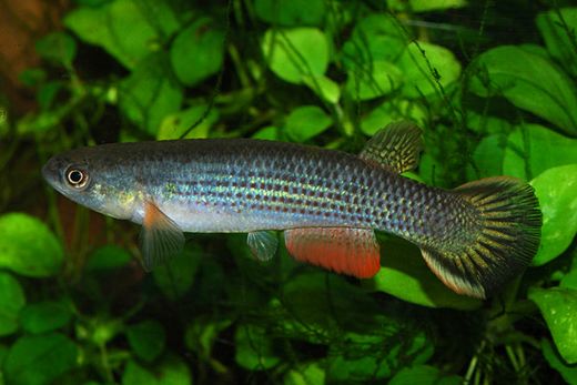 Anablepsoides hartii - EcuRed