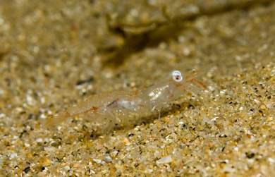 Processa macrophthalma - EcuRed