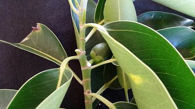 Ficus balete - EcuRed