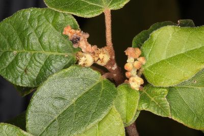 Croton muricatus - EcuRed