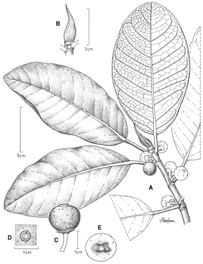 Ficus crocata - EcuRed