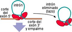 Intrón - EcuRed