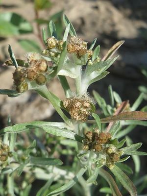 Gnaphalium uliginosum - EcuRed
