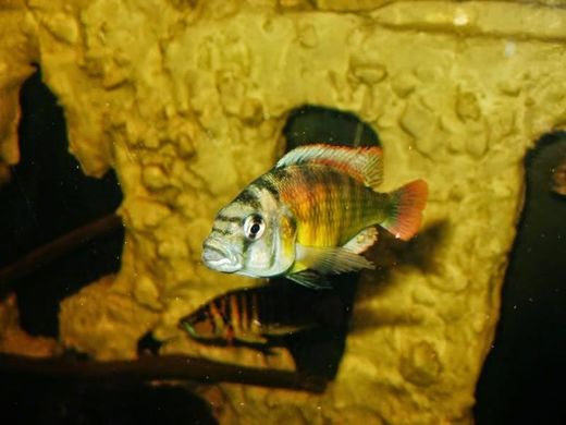 Haplochromis megalops - EcuRed