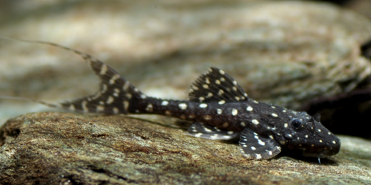 Acanthicus adonis - EcuRed