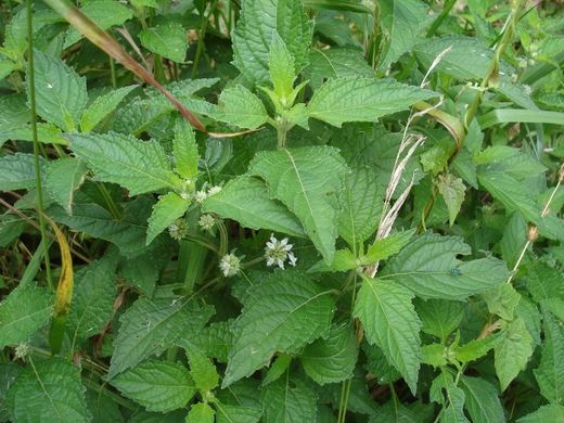 Hyptis brevipes - EcuRed
