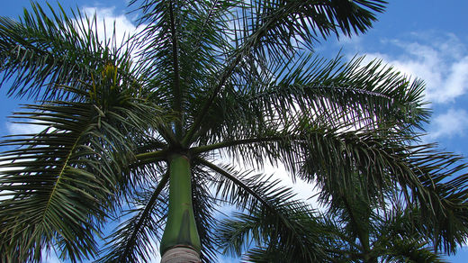 Roystonea regia - EcuRed