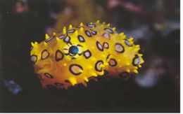 Chilomycterus sp. - EcuRed