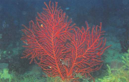 Muricea pendula - EcuRed