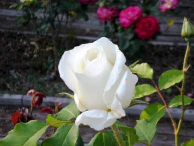 Rosa Virgo - EcuRed