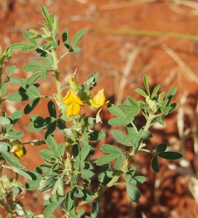 Crotalaria medicaginea - EcuRed
