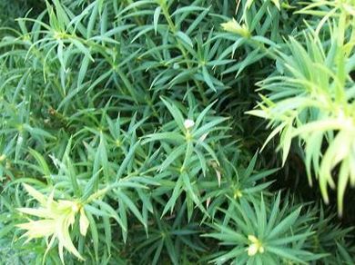 Sabina cimarrona - EcuRed