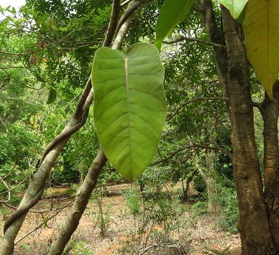 Ficus beddomei - EcuRed