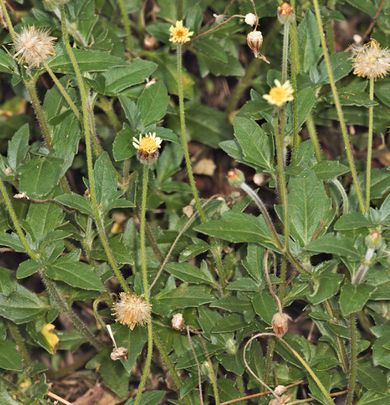 Tridax procumbens - EcuRed