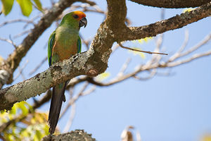 Aratinga - EcuRed