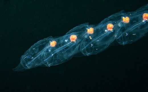 Salpa fusiformis - EcuRed