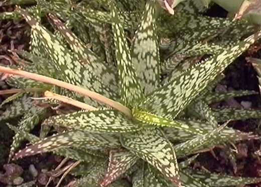Aloe rauhii - EcuRed