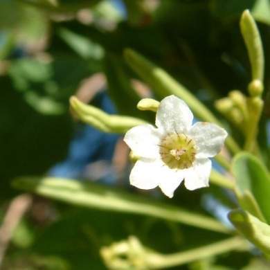 Duboisia myoporoides - EcuRed