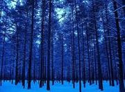 Ecosistemas Bosque Templado - EcuRed