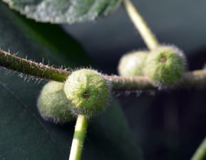 Ficus simplicissima - EcuRed