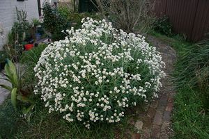 Coronidium elatum - EcuRed