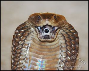 Serpiente escupidora roja - EcuRed