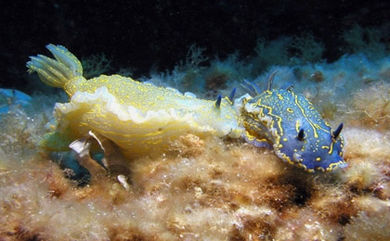Hypselodoris elegans - EcuRed