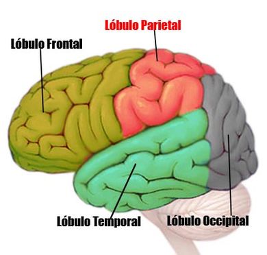 Lóbulo parietal - EcuRed