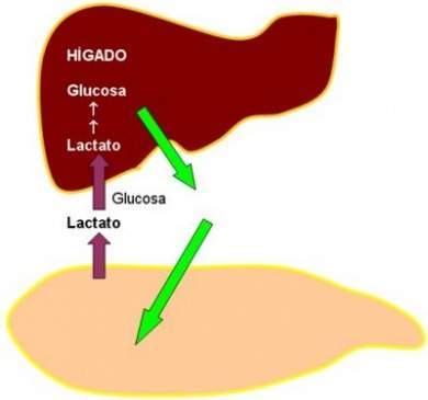 Acidosis láctica - EcuRed