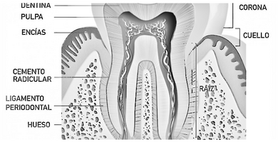 Raíz dental - EcuRed