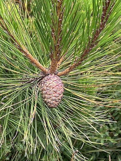Pinus taiwanensis - EcuRed