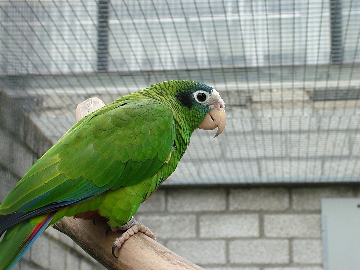 Amazonas ventralis - EcuRed