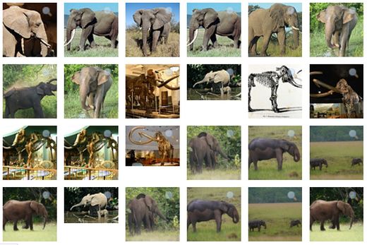 Proboscidea - EcuRed