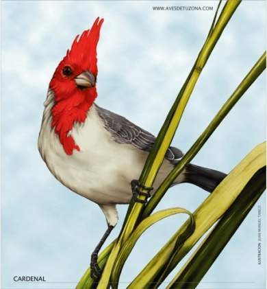 Cardenal rojo - EcuRed
