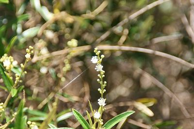 Croton linearis - EcuRed