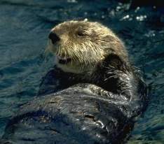 Nutria Marina - EcuRed
