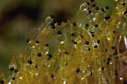 Filum Zygomycota - EcuRed